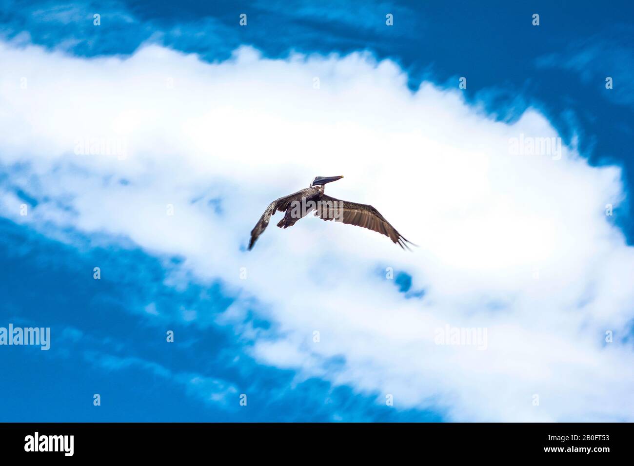 Bird flying under the blue sky Stock Photo - Alamy