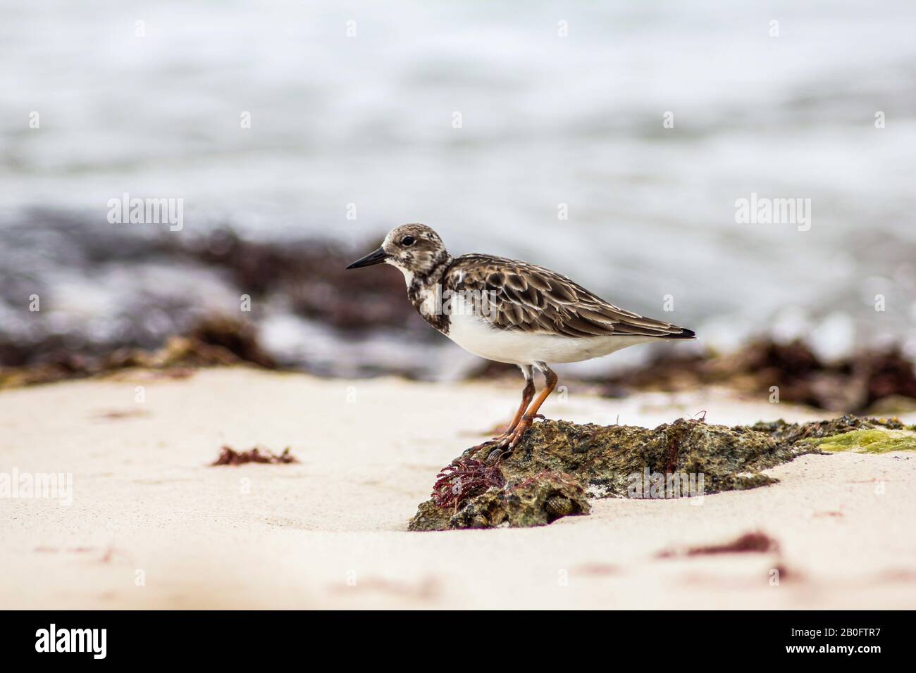 Dulus dominicus hi-res stock photography and images - Alamy