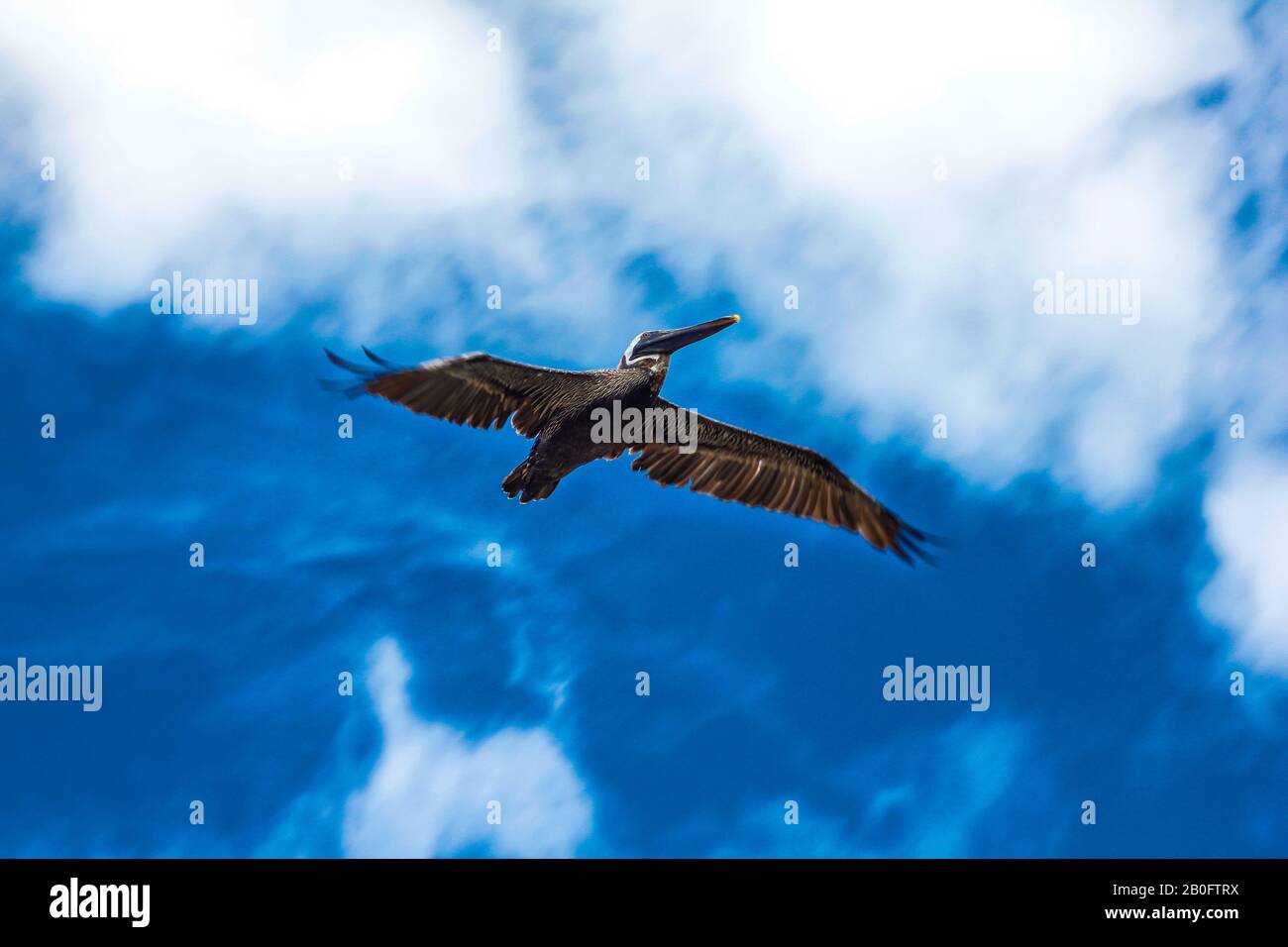 Bird flying under the blue sky 2 Stock Photo - Alamy