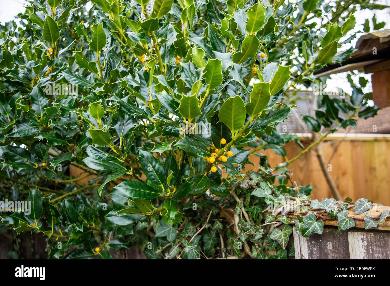 Holly varient hi-res stock photography and images - Alamy