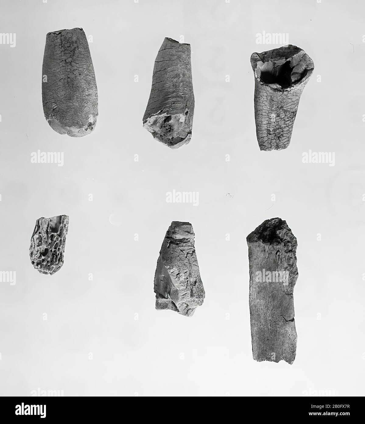 teeth and parts of a child's child, possibly calcined, bones, organic ...