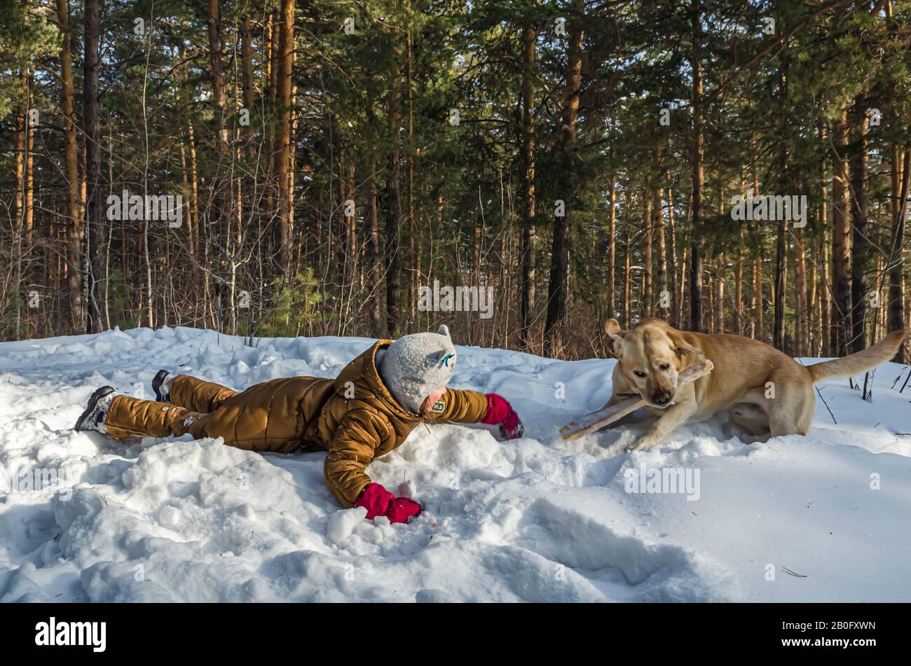 pets in nature - a beautiful labrador plays with the little girl with a ...