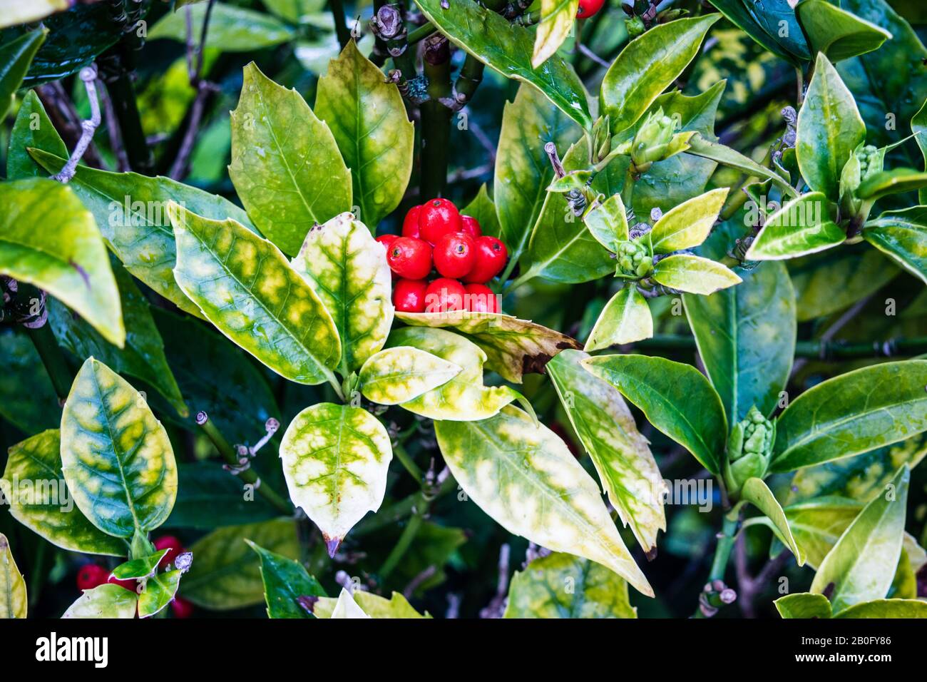 The leaves and bright red berry cluster of the Japenese Laurel Aucuba ...