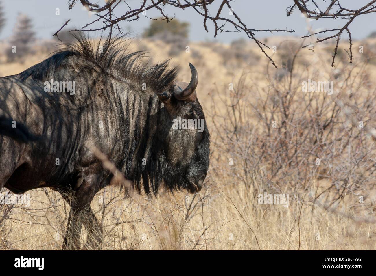 Wildebeest in the etosha national park hi-res stock photography and ...