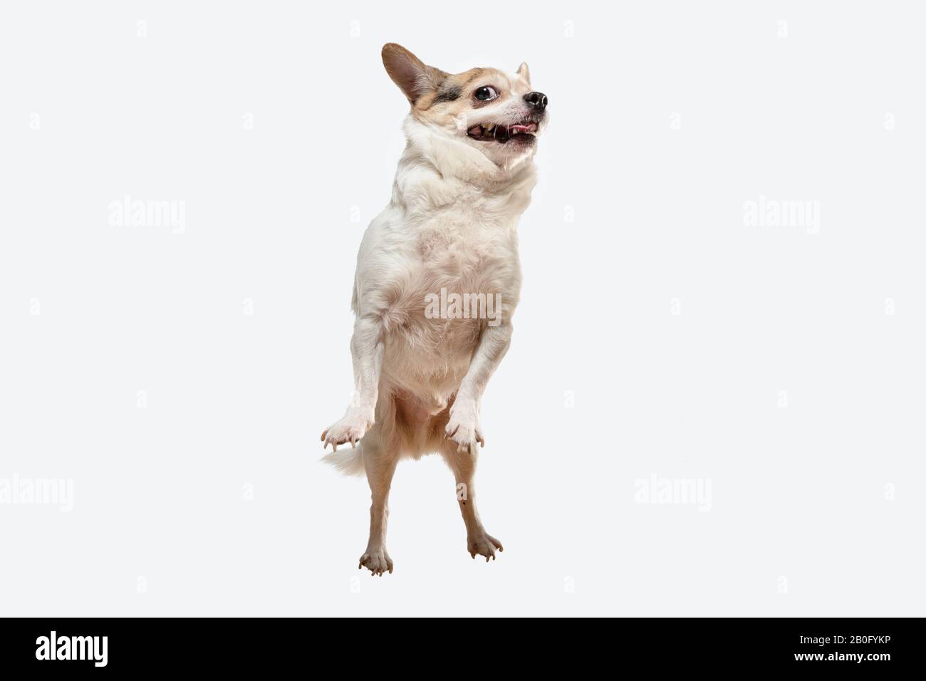 Chihuahua dog jumping hi-res stock photography and images - Alamy