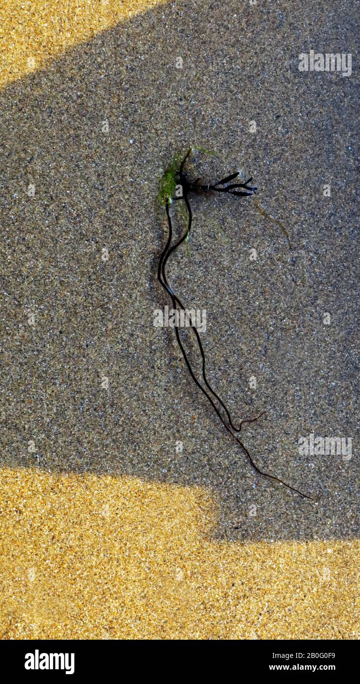 Abstract detailed tidal patterns in the sand at low tide on Penbryn ...