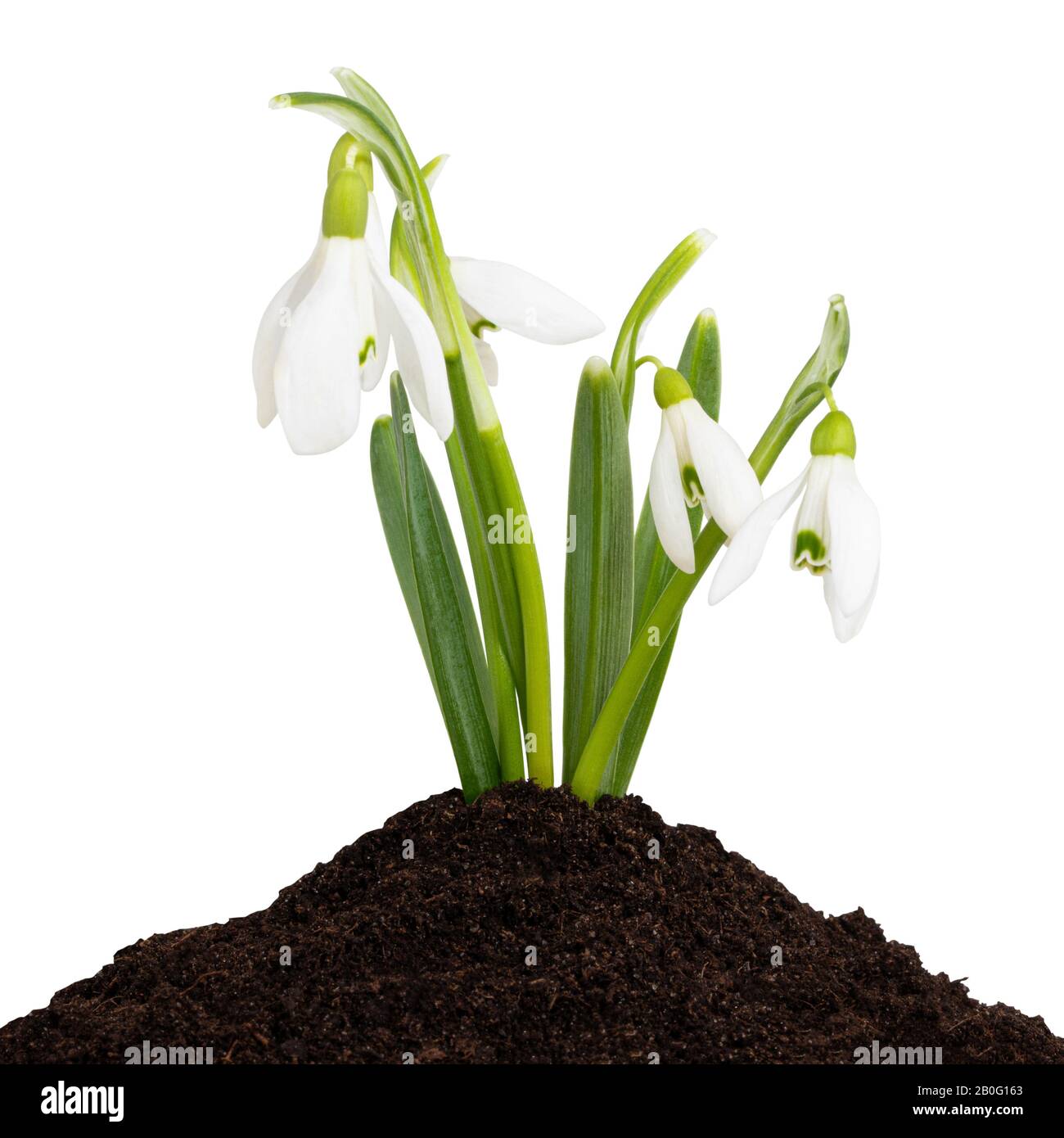 snowdrops isolated on white background. Clipping Path Stock Photo - Alamy