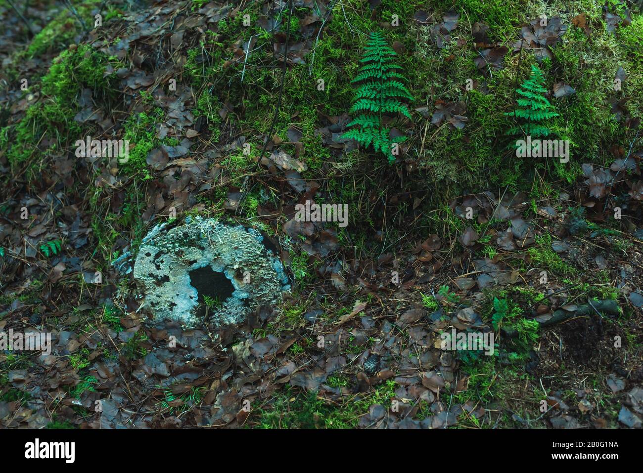 Moss on dead trunk hi-res stock photography and images - Alamy