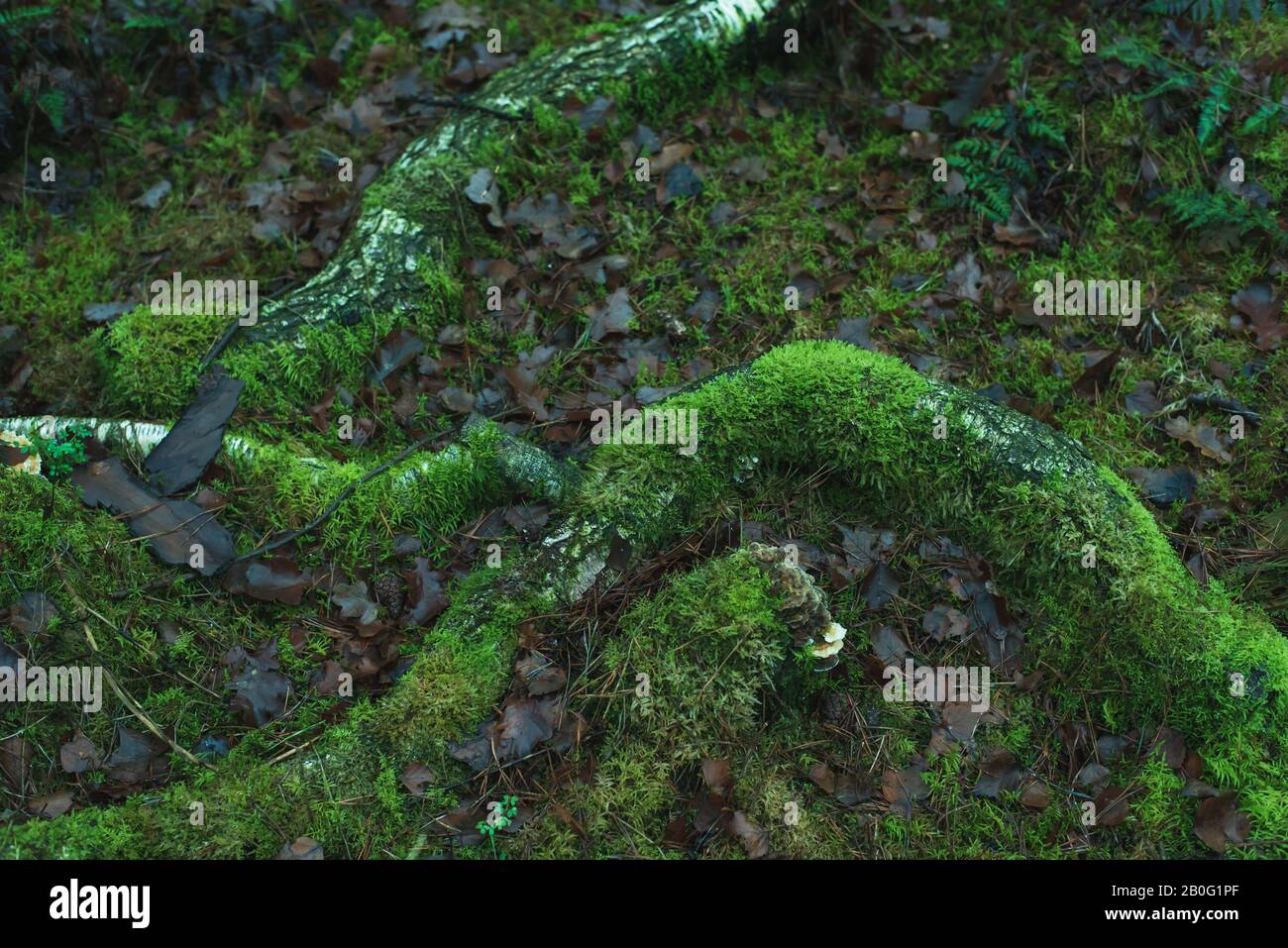 Tree branches overgrown moss hi-res stock photography and images - Alamy