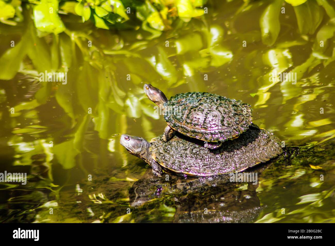 River Turtle High Resolution Stock Photography and Images - Alamy