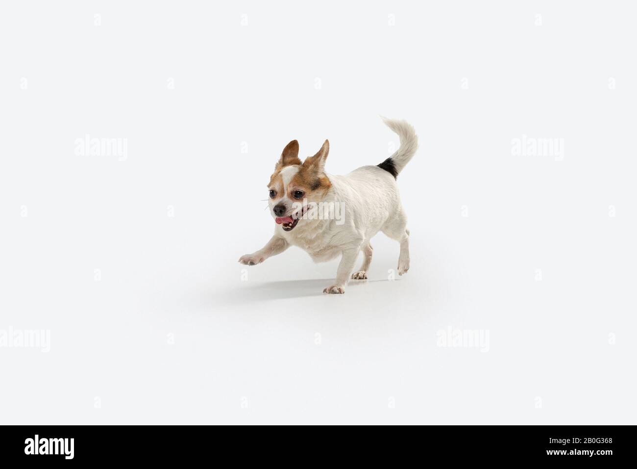 Chihuahua companion dog on the run. Cute playful creme brown doggy or ...