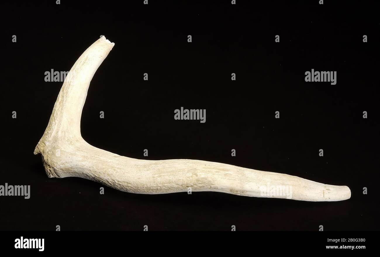 Forked horn deer hi-res stock photography and images - Alamy