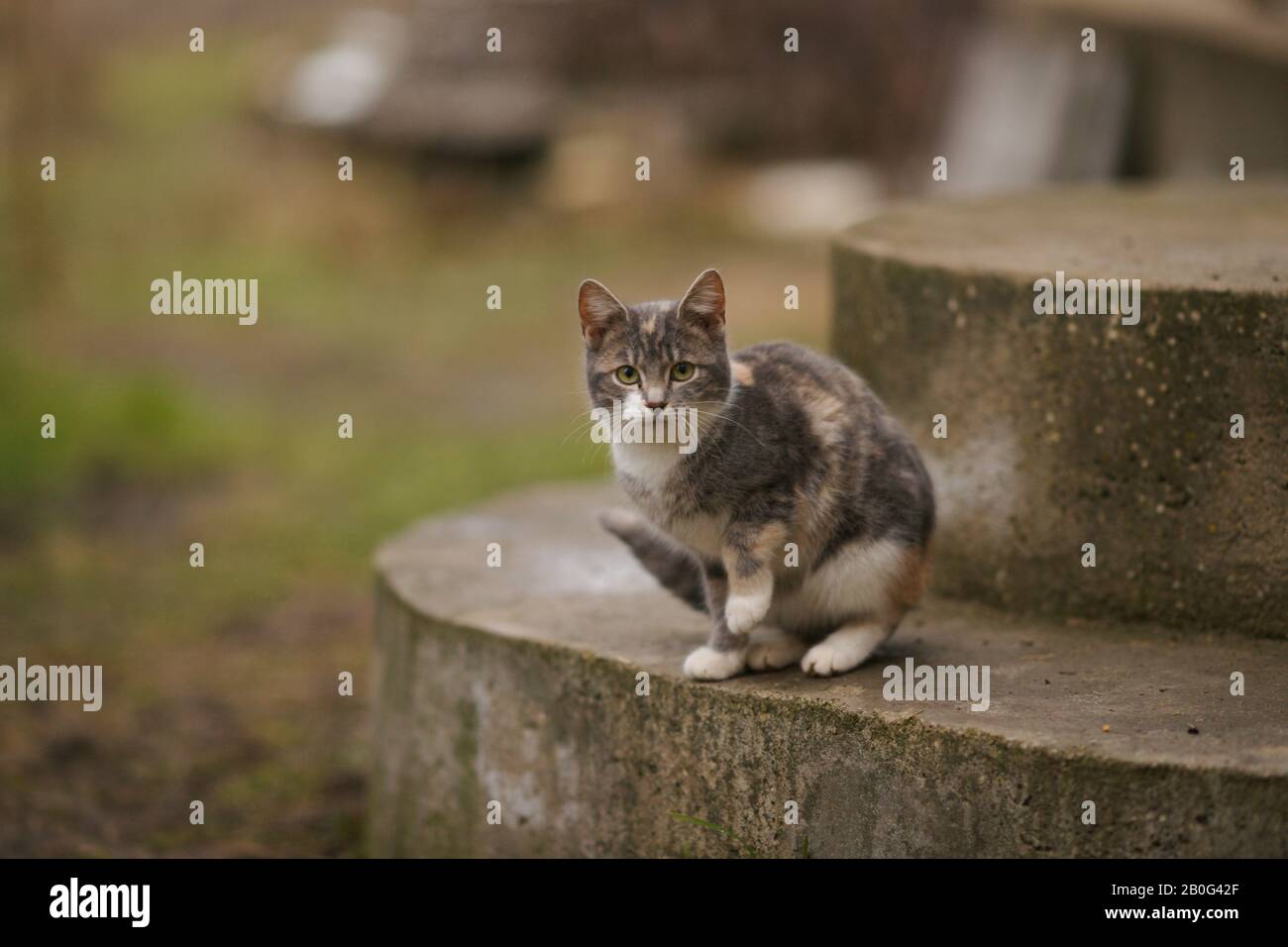 Maneki Neko kitten sitting on the steps in the yard on a cloudy day ...
