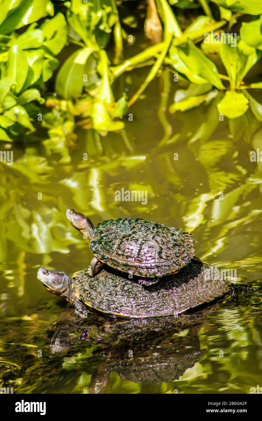 River Turtle High Resolution Stock Photography and Images - Alamy