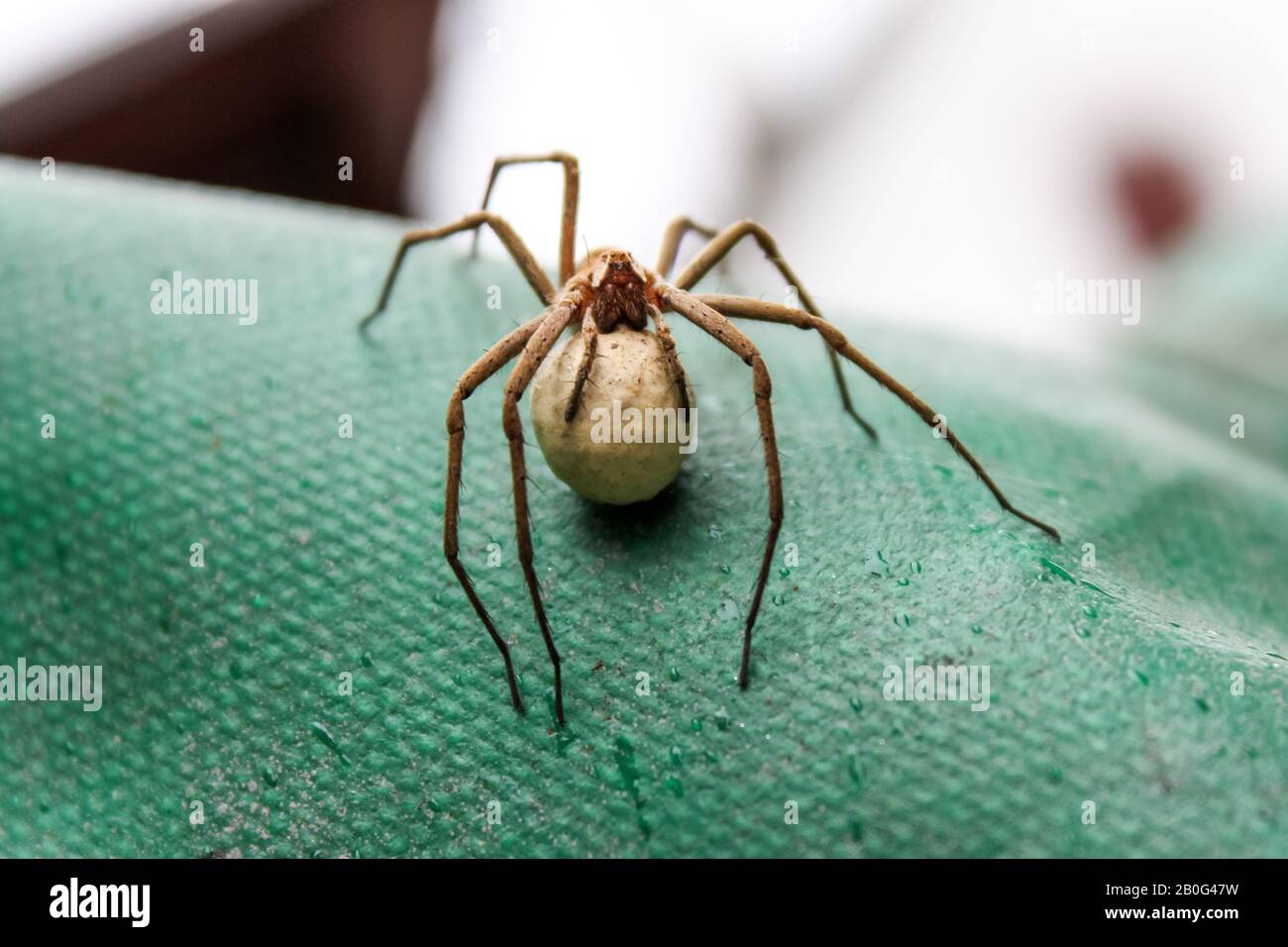 Spider cocoon hi-res stock photography and images - Alamy