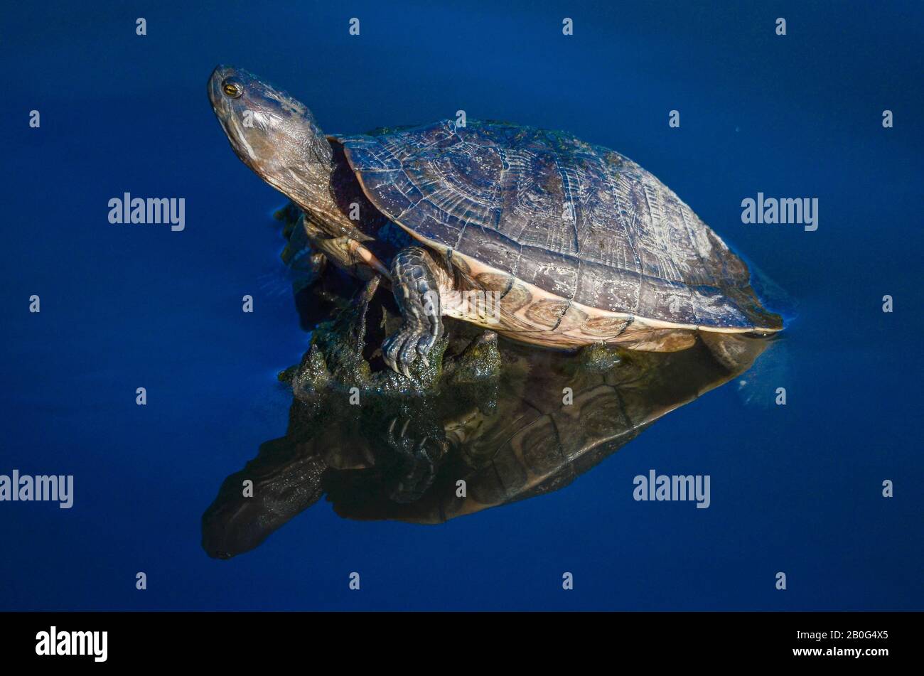 Turtle swimming in lake blue hi-res stock photography and images - Alamy
