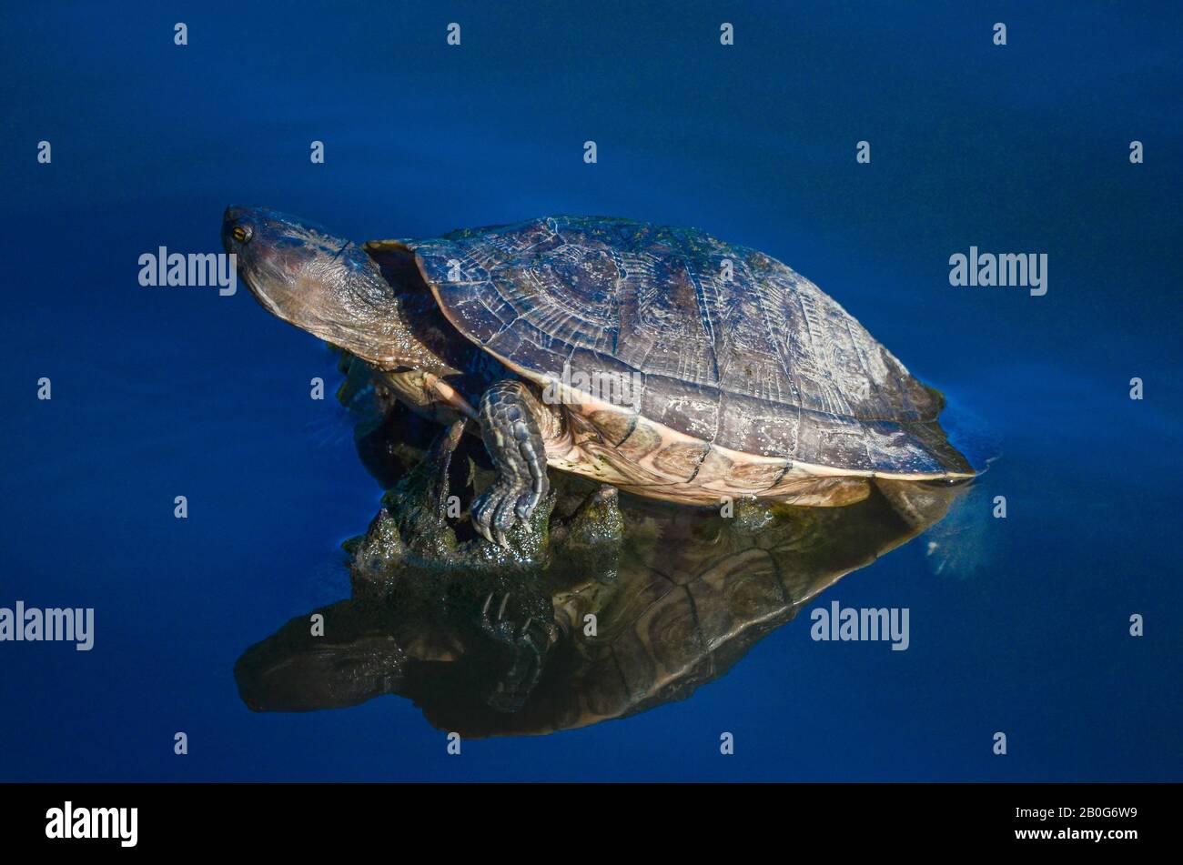 Turtle swimming in lake blue hi-res stock photography and images - Alamy