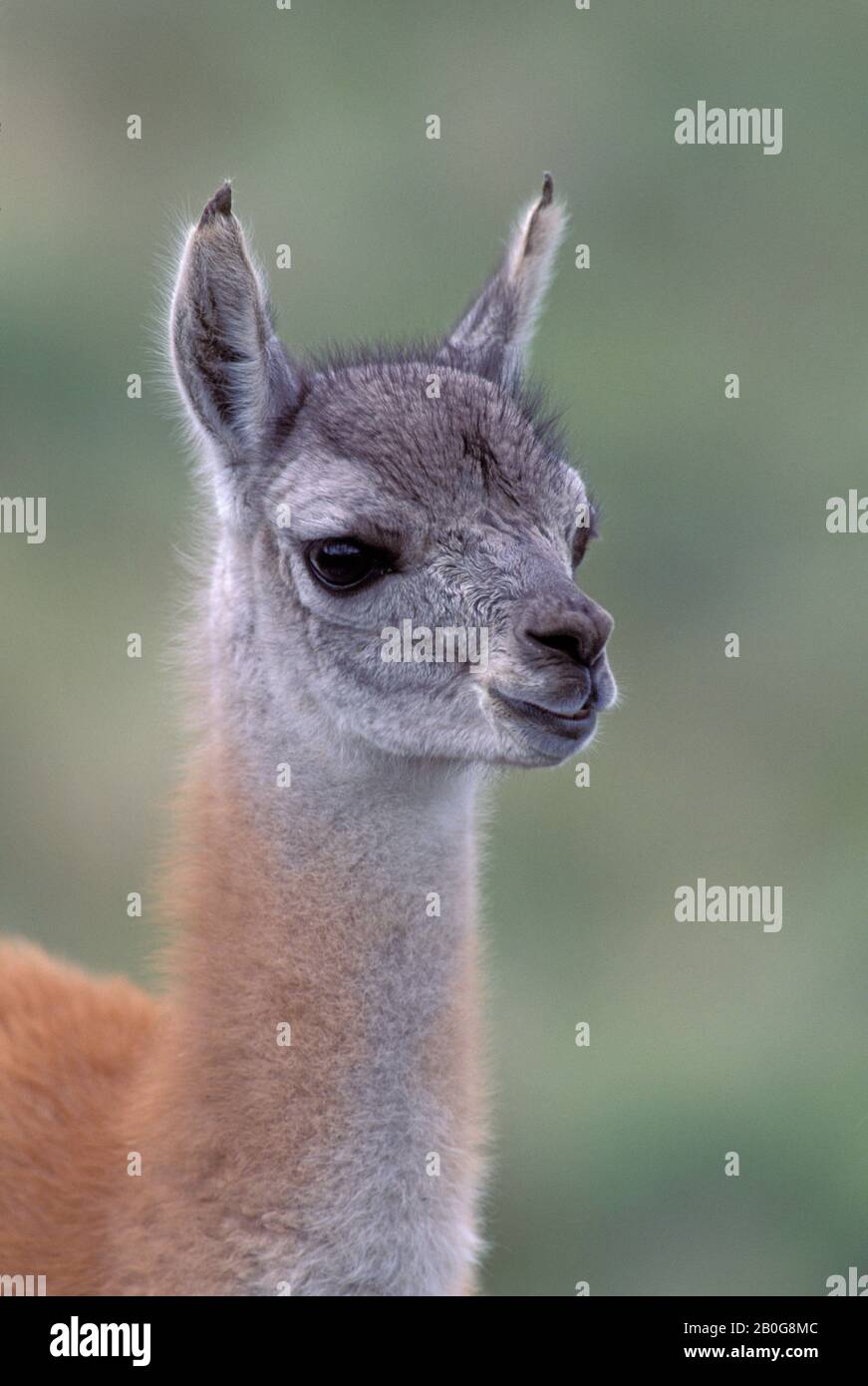 CHILE, TORRES DEL PAINE NAT'L PARK, GUANACO, BABY (CHULENGO), PORTRAIT ...