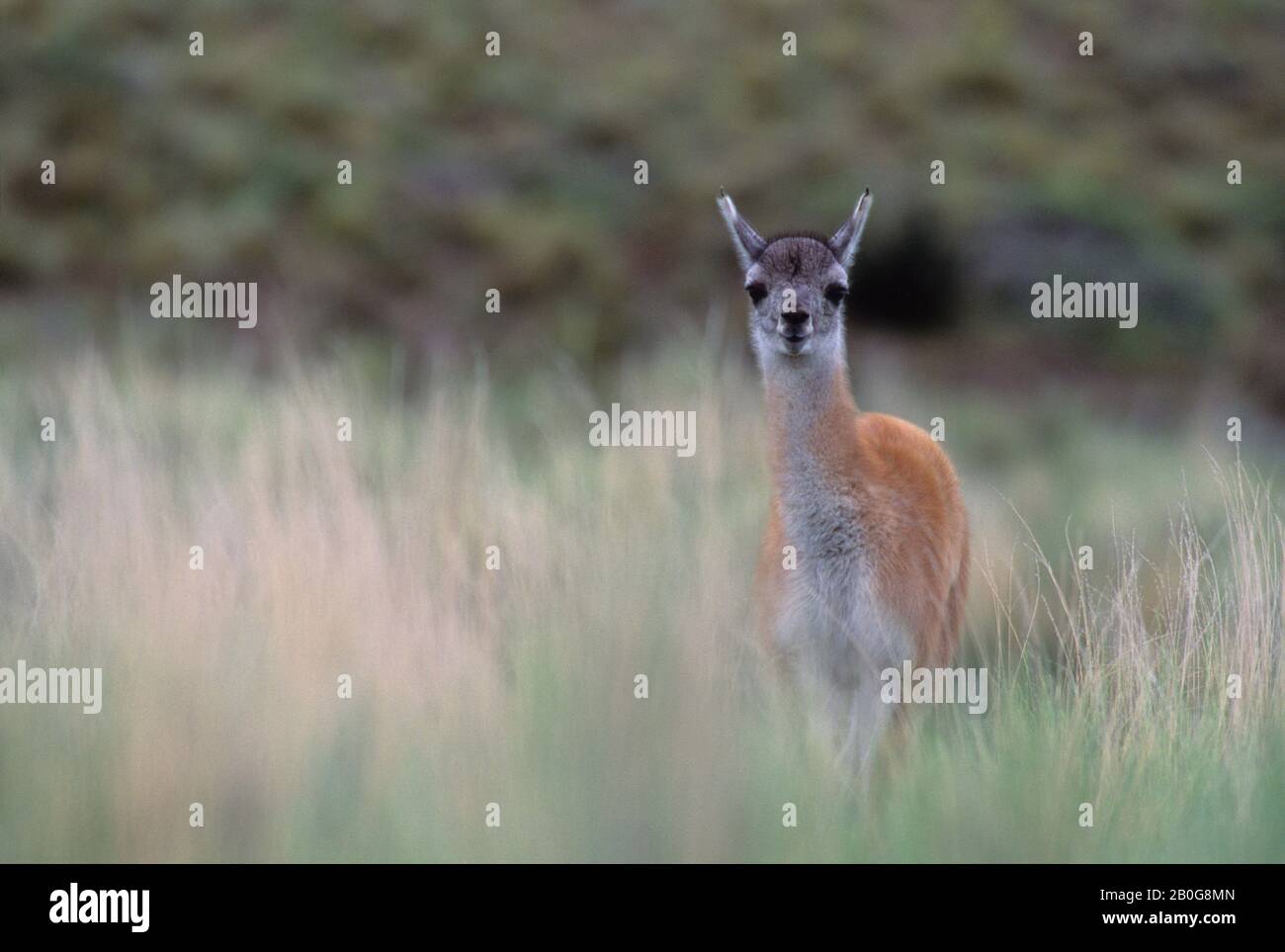 Guanaco in grassland hi-res stock photography and images - Alamy