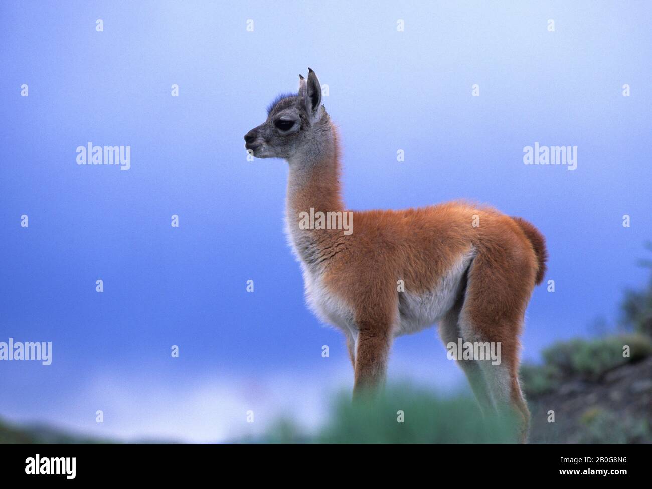 CHILE, TORRES DEL PAINE NAT'L PARK, GUANACO BABY (CHULENGO Stock Photo ...