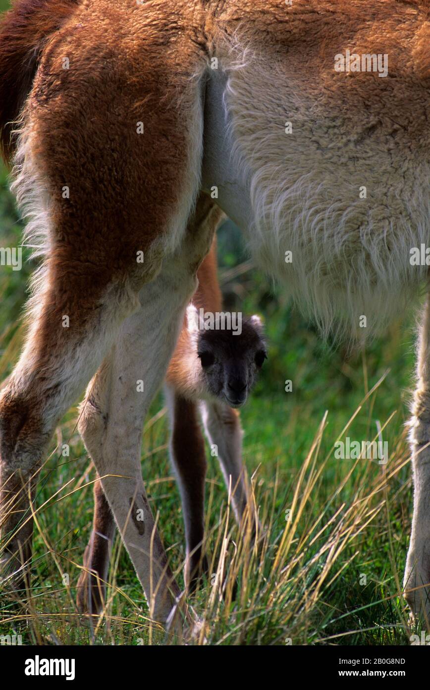 CHILE, TORRES DEL PAINE NAT'L PARK, GUANACOS, MOTHER WITH BABY ...