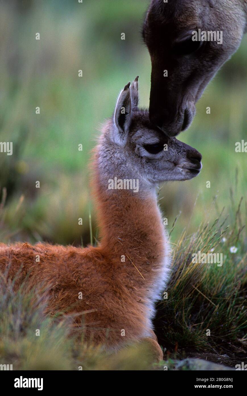 Baby guanacos hi-res stock photography and images - Alamy