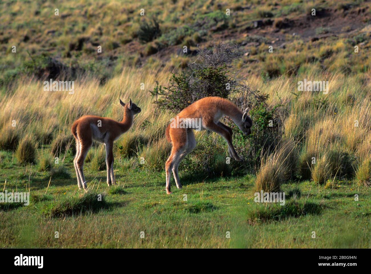 CHILE, TORRES DEL PAINE NAT'L PARK, GUANACO BABIES (CHULENGOS), AT PLAY ...