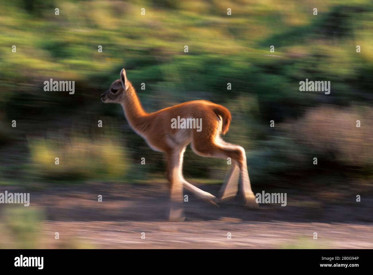 Running guanacos hi-res stock photography and images - Alamy