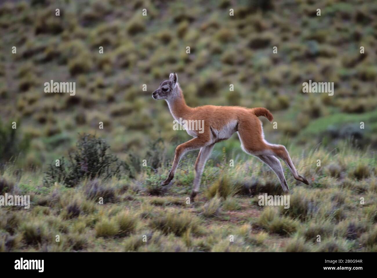 CHILE, TORRES DEL PAINE NAT'L PARK, GUANACO BABY (CHULENGO), AT PLAY ...