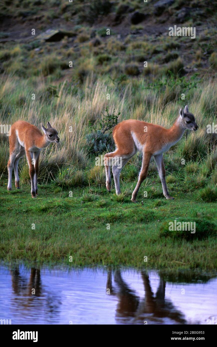 CHILE, TORRES DEL PAINE NAT'L PARK, GUANACO BABIES (CHULENGOS), AT PLAY ...