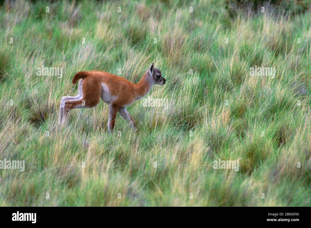Guanaco baby hi-res stock photography and images - Alamy