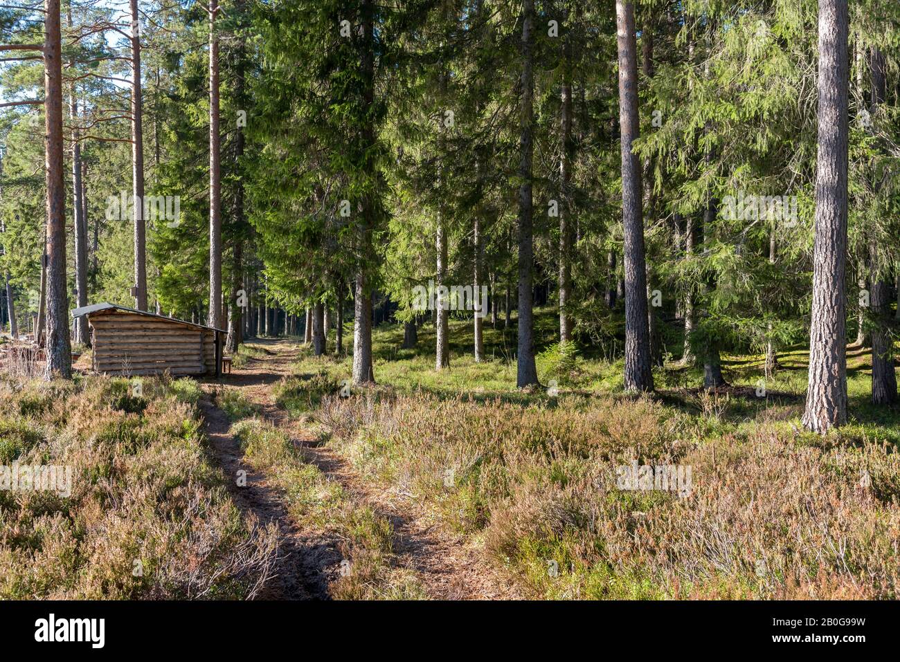 Path by wooden hut in forest Stock Photo - Alamy