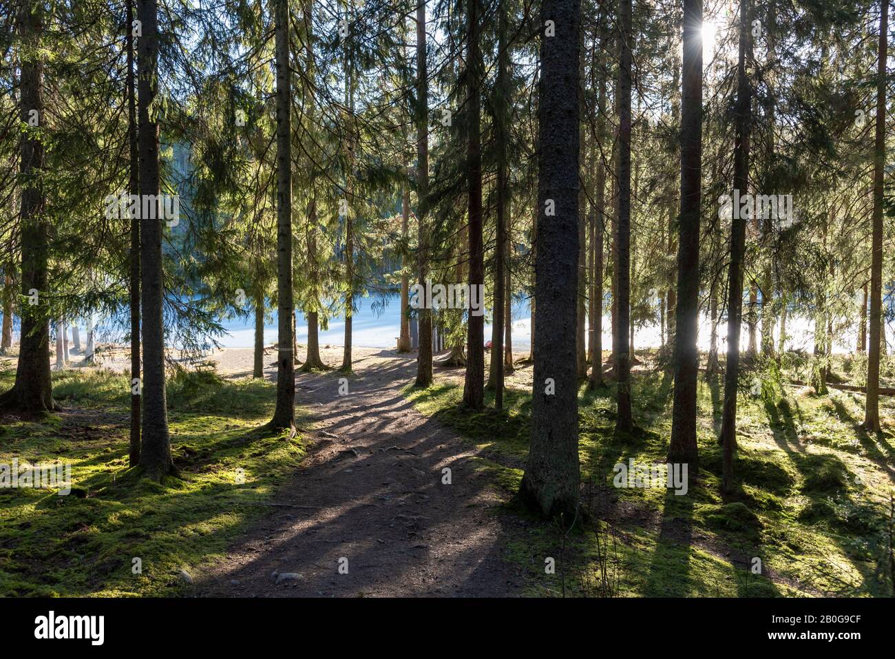 Path to the pond in forest Stock Photo - Alamy