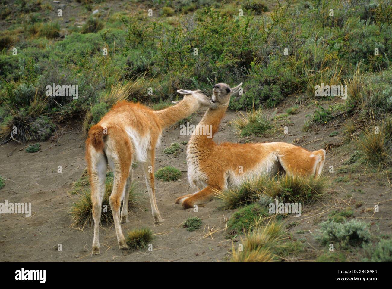 Male guanacos patagonia hi-res stock photography and images - Alamy