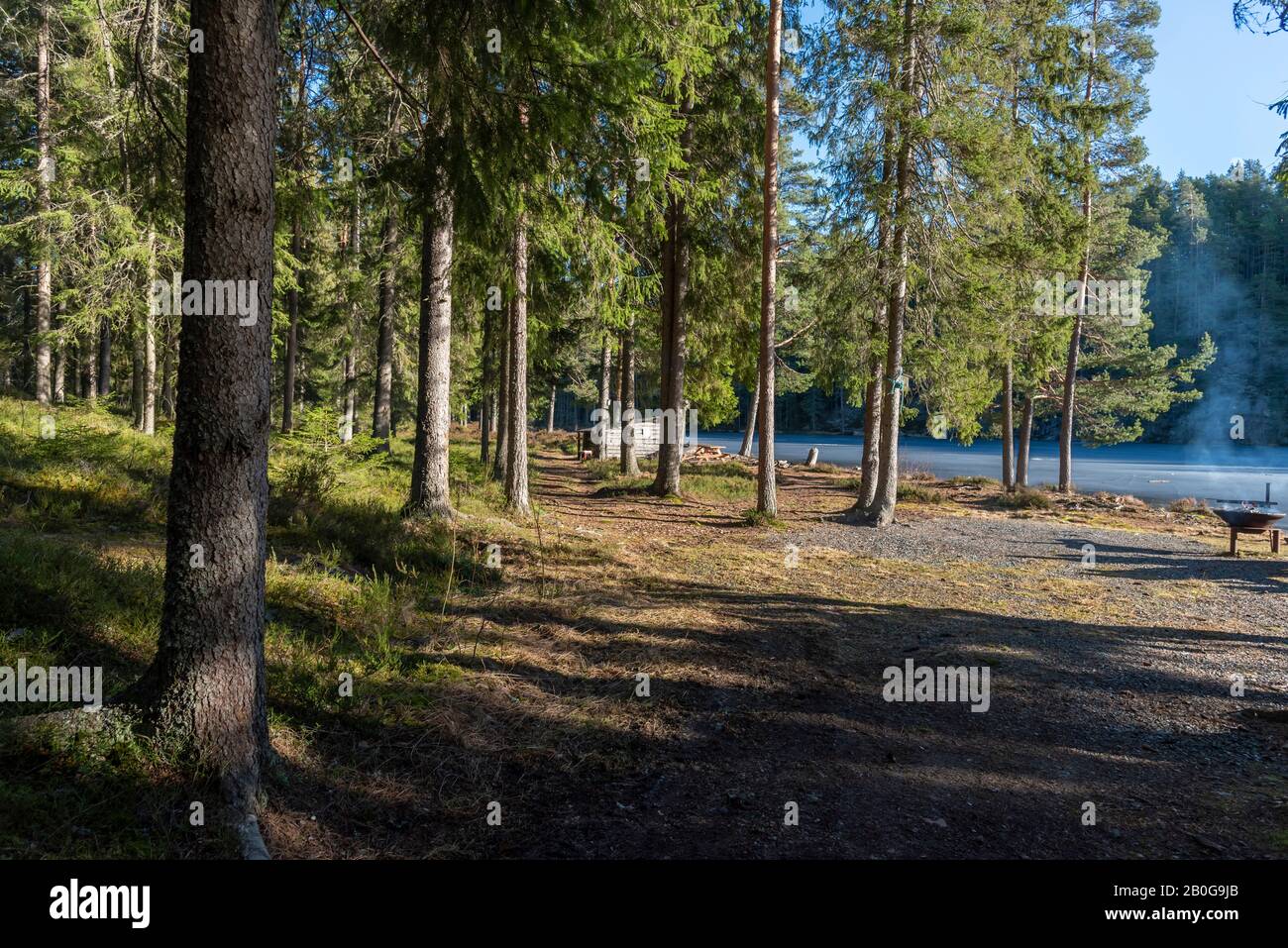 Life in forest hi-res stock photography and images - Alamy