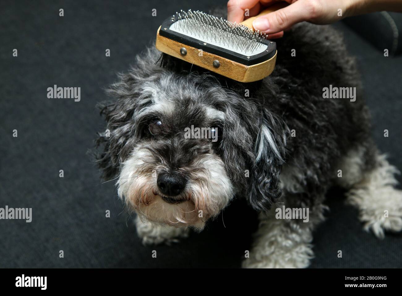 The cute curly dog is being combed by his owner and is looking funny ...