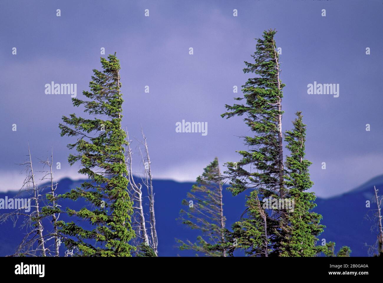 CHILE, TORRES DEL PAINE NAT'L PARK, FIR TREES SHAPED BY WIND Stock ...