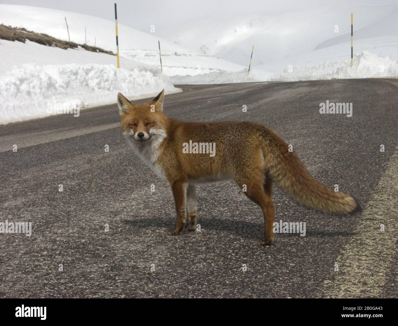 Fox comes out after the snowfall,sibillini national park,marche,italy ...