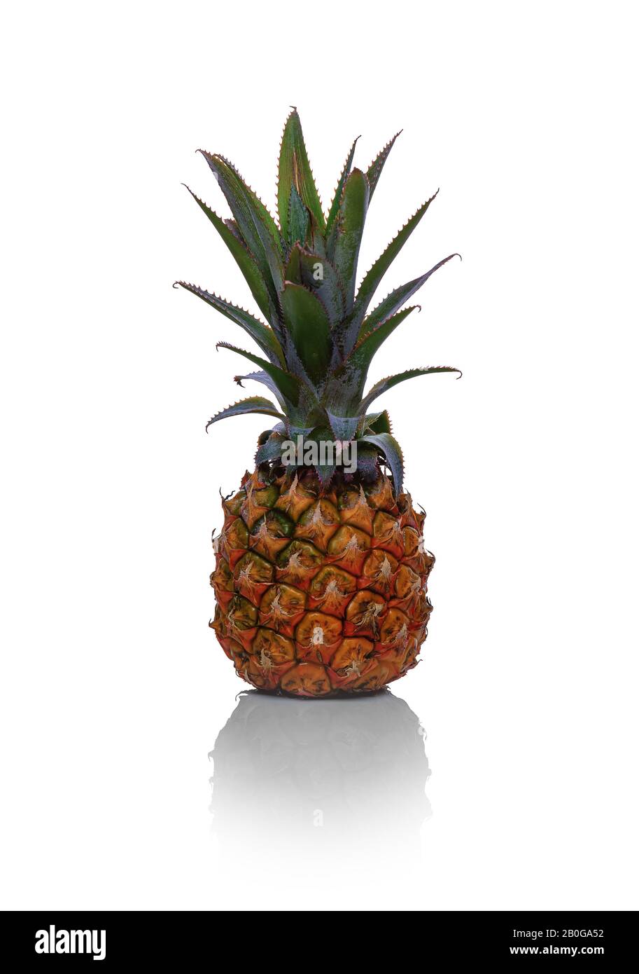 Shadow tropical leaves on Cut Out Stock Images & Pictures - Alamy