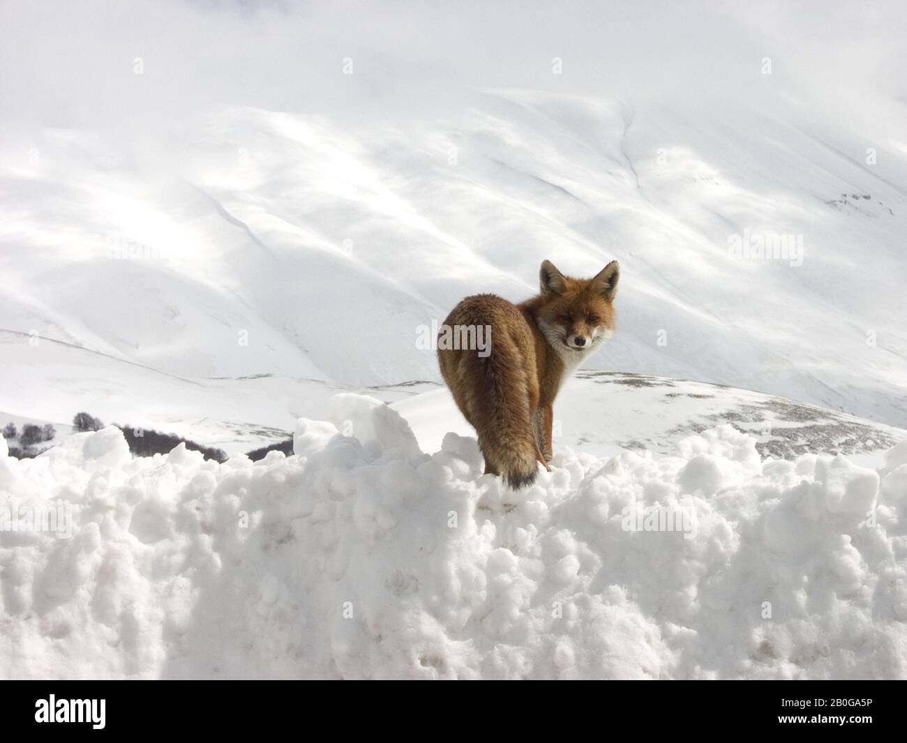 Fox comes out after the snowfall,sibillini national park,marche,italy ...