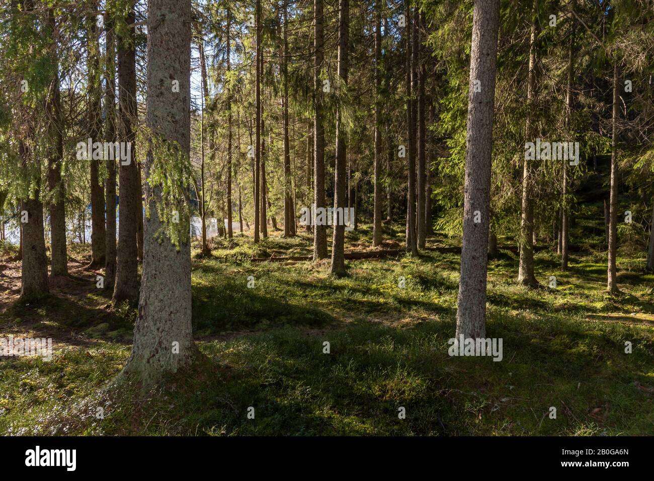 Sunlight in the forest in Sweden Stock Photo - Alamy