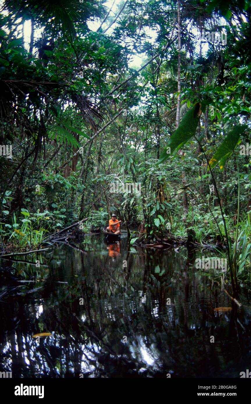 ECUADOR, AMAZON BASIN, NEAR COCA, RAIN FOREST, SWAMP, NATIVE MAN IN ...