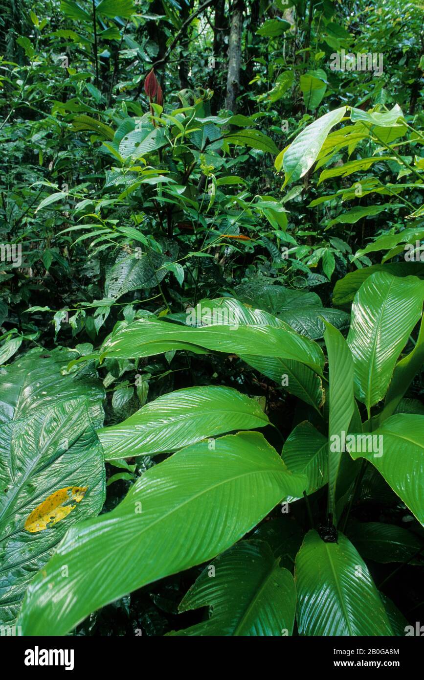 Amazon rainforest and forest floor hi-res stock photography and images ...