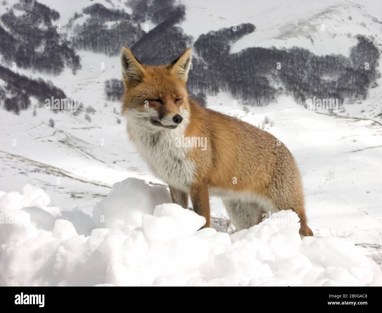 Fox comes out after the snowfall,sibillini national park,marche,italy ...