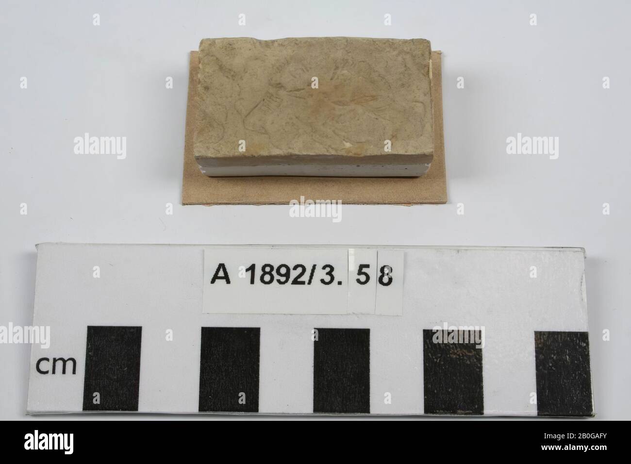 casting, cylinder seal, sulfur, plaster, 2.4 x 4.4 x 1.2 cm, cardboard ...