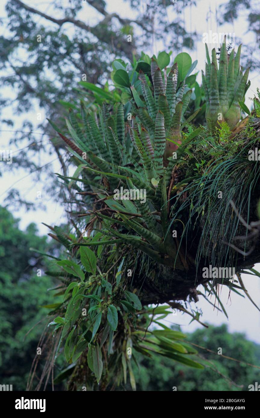 ECUADOR, AMAZON BASIN, NEAR COCA, RAIN FOREST, UPPER CANOPY, EPIPHYTES ...