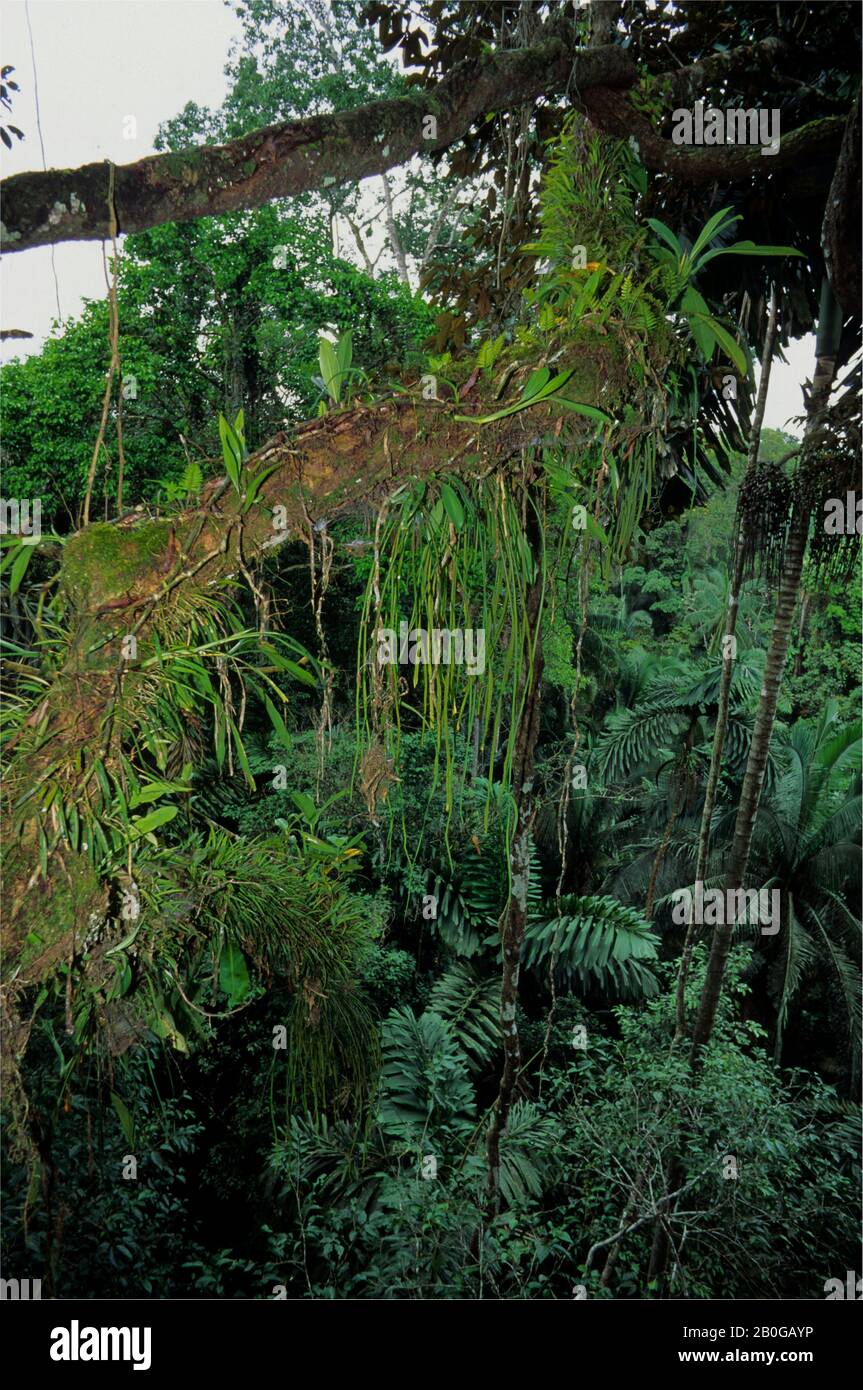 ECUADOR, AMAZON BASIN, NEAR COCA, RAIN FOREST, UPPER CANOPY, EPIPHYTES ...