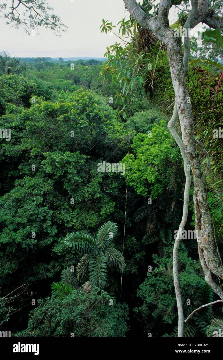 ECUADOR, AMAZON BASIN, NEAR COCA, RAIN FOREST, UPPER CANOPY, EPIPHYTES ...