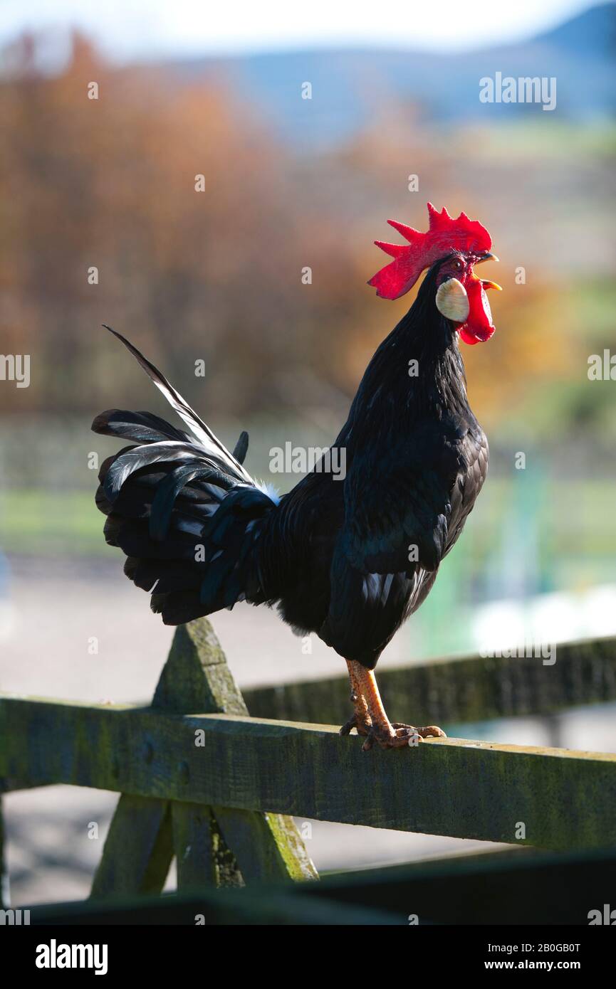 Rooster crowing dawn hi-res stock photography and images - Alamy
