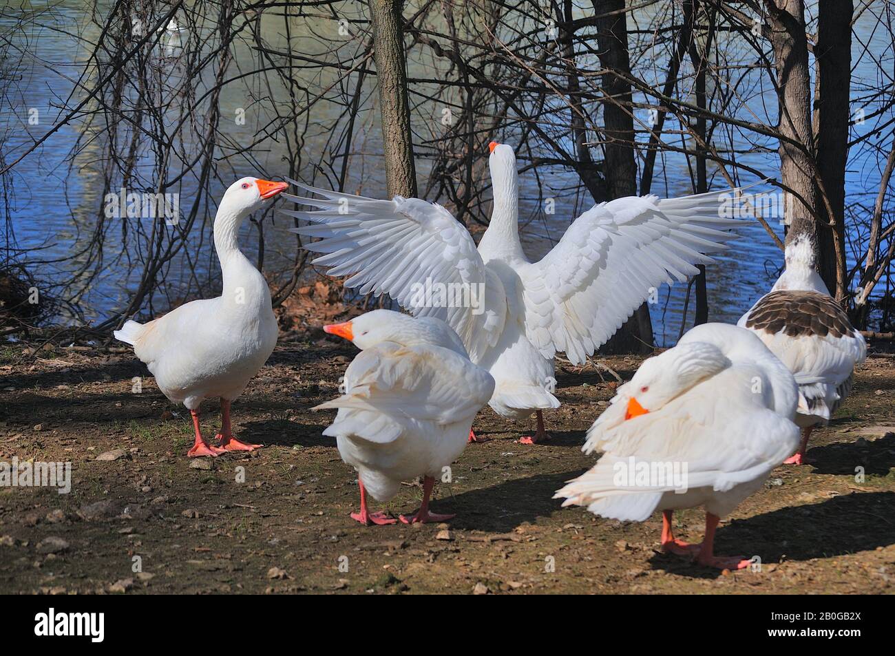 Fattened goose hi-res stock photography and images - Alamy